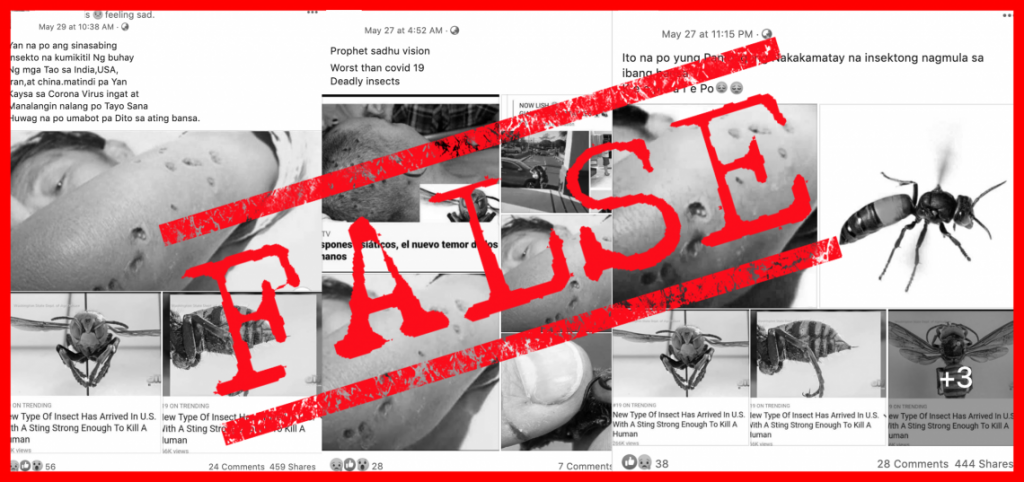 murder hornet Archives - VERA Files