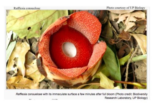 Philippine Rafflesia: Jewels of the floral world - VERA Files