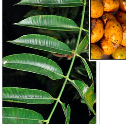 Asim: The beguiling taste of sour - VERA Files