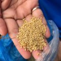 Kabog Millet: Rediscovering an ancient, climate-friendly grain - VERA Files