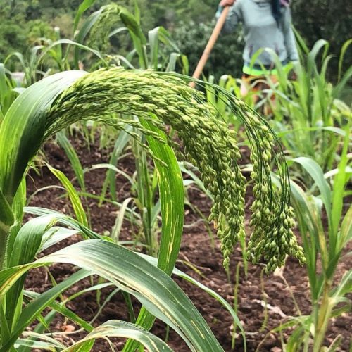 Kabog Millet: Rediscovering an ancient, climate-friendly grain - VERA Files