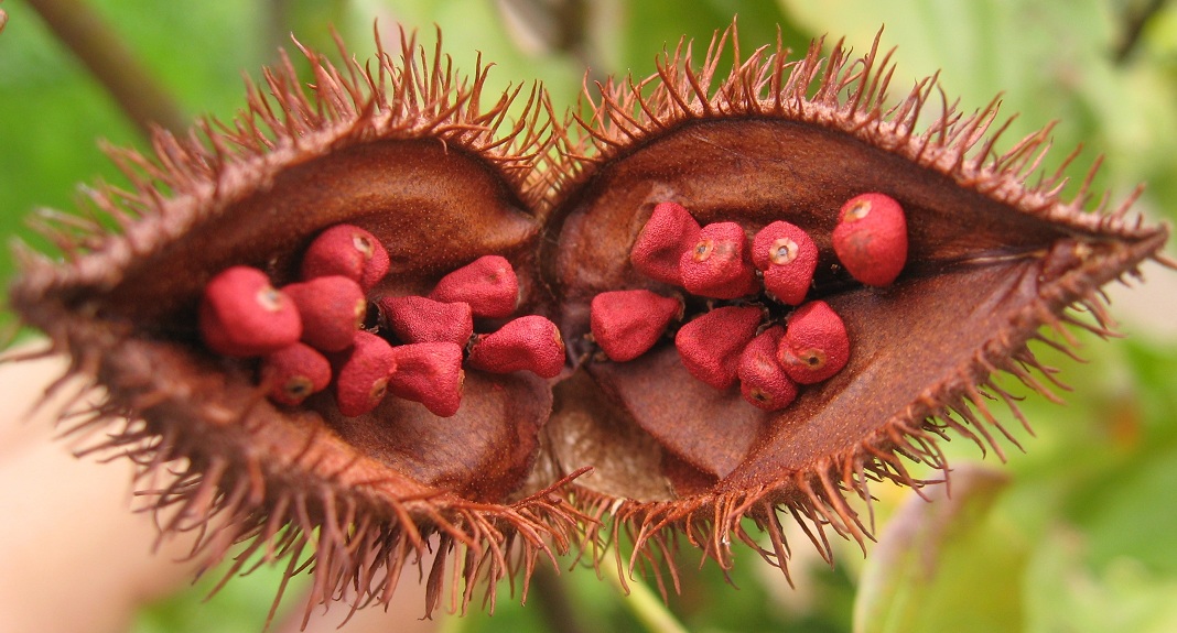 An orange-red sheen: Annatto in Philippine food - VERA Files
