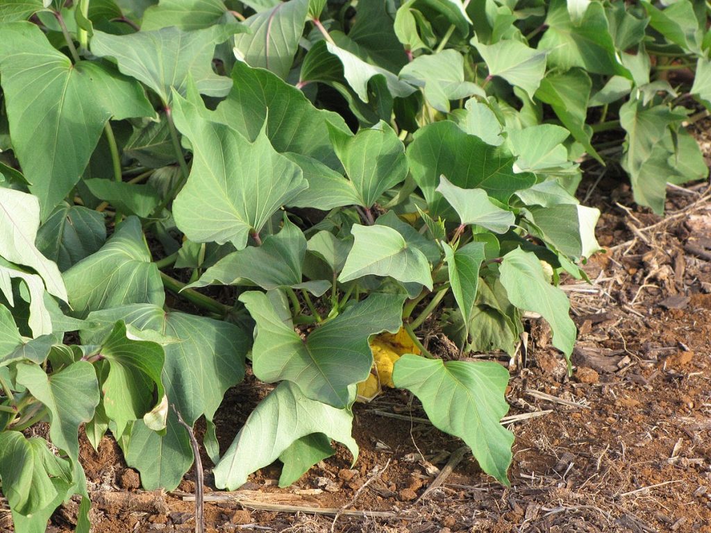 VERA FILES FACT CHECK: Can talbos ng kamote really ‘kill cancer ...