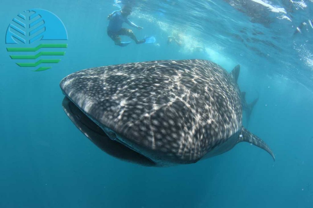 butanding Archives - VERA Files